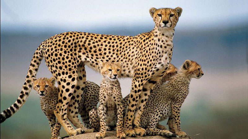 Der asiatische Gepard - Seltene Tierarten in Iran - IranKultur - Iran ...